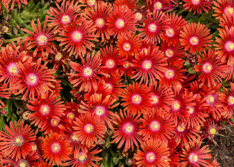 Delosperma RED MOUNTAIN® Flame (Ice Plant)