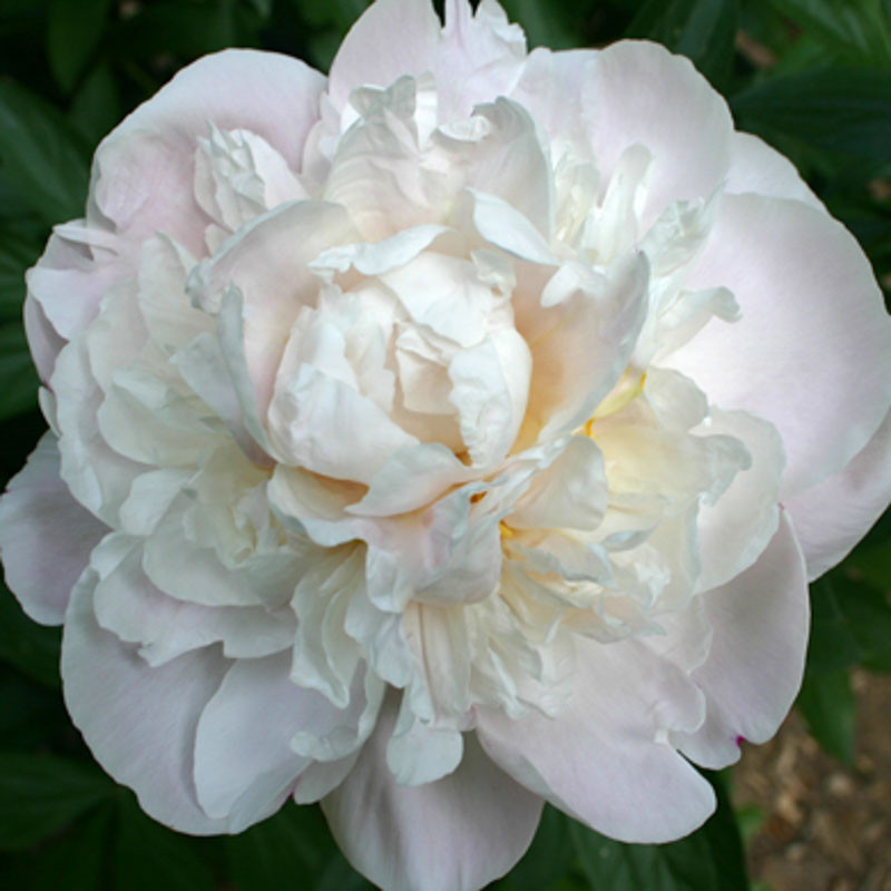 Paeonia lactiflora 'Gardenia' (Peony)