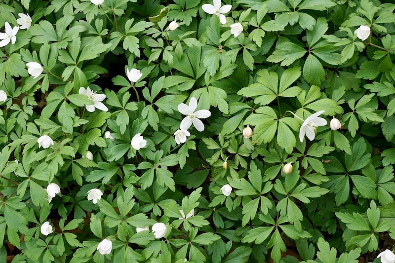Anemone quinquefolia (Wood Anemone)