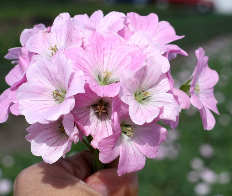 Geranium 'Dreamland' (Cranesbill)