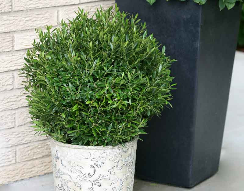 Ilex glabra Gem Box® (Inkberry)