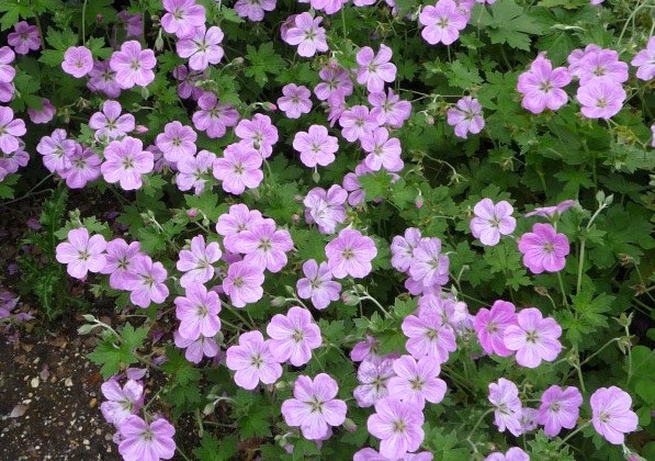 Geranium 'Mavis Simpson' (Cranesbill)