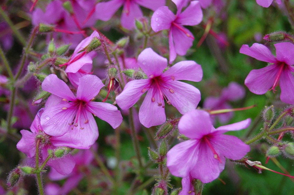 Geranium palmatum (Canary Island Cranesbill)