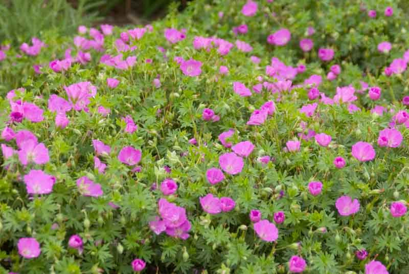 Geranium sanguineum 'Max Frei' (Bloody Cranesbill)