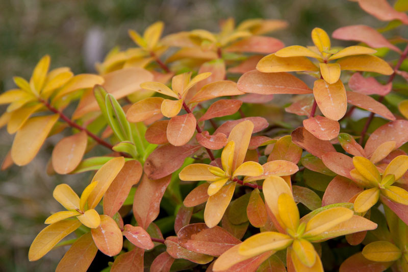 Hypericum calycinum 'Golden Rule' (St. John's Wort)