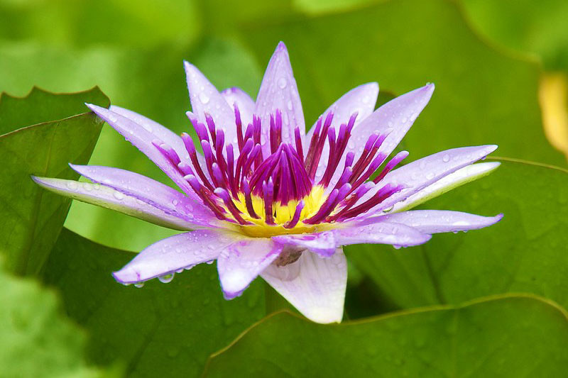 Nymphaea colorata (Tropical Water Lily)
