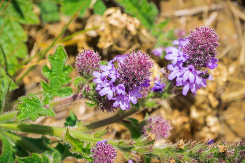 Verbena lasiostachys (Western Vervain)