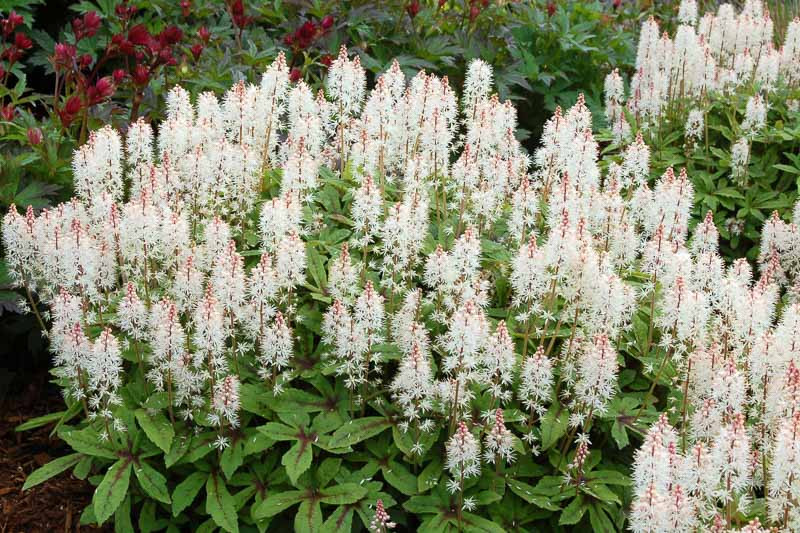 Tiarella 'Spring Symphony' (Foam Flower)