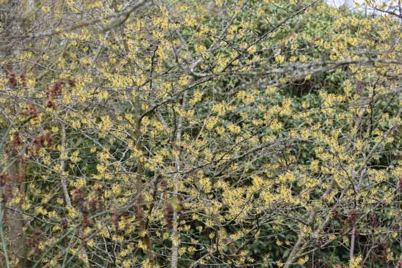 Hamamelis mollis 'Wisley Supreme' (Chinese Witch Hazel)