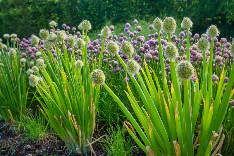 Allium fistulosum (Scallion)