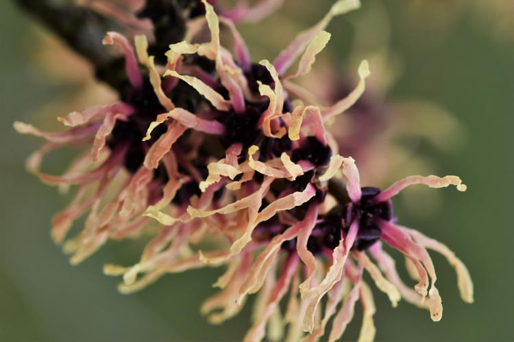 Hamamelis x intermedia 'Strawberries and Cream' (Witch Hazel)