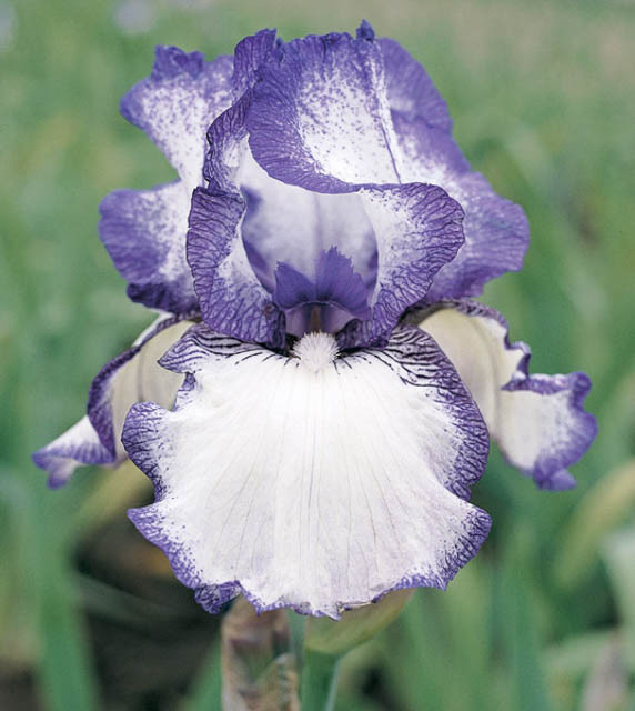 Iris 'Hemstitched' (Reblooming Bearded Iris)