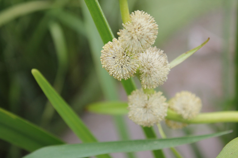 Sparganium americanum (American Bur-Reed)