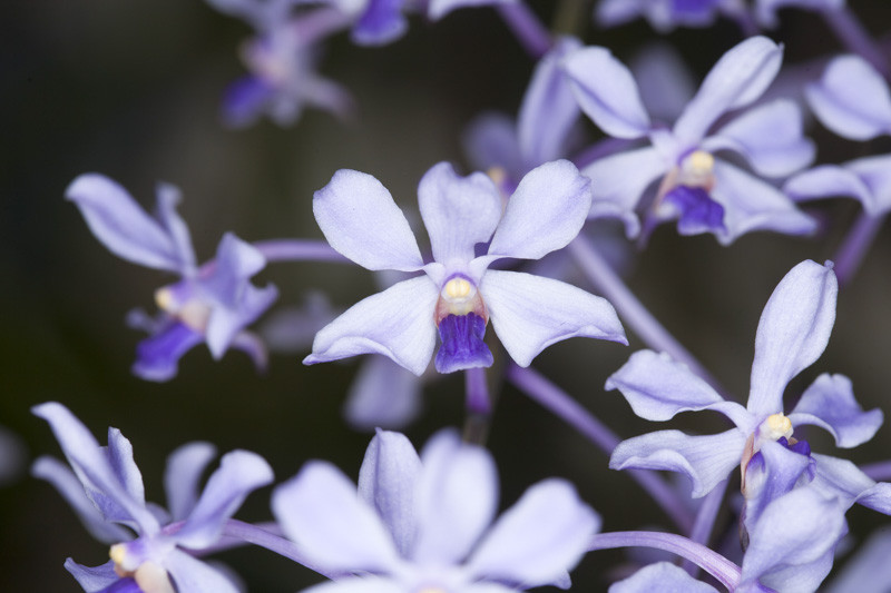 Vanda coerulescens (Sky Blue Vanda)