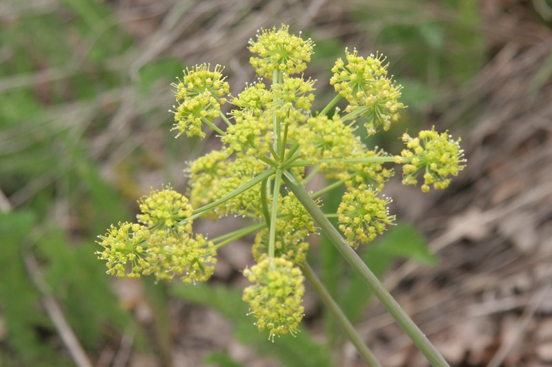 Lomatium dissectum (Fernleaf Biscuitroot)