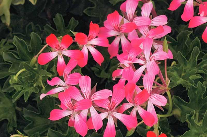 Pelargonium peltatum 'Cascade Acapulco Compact' (Ivy Geranium)