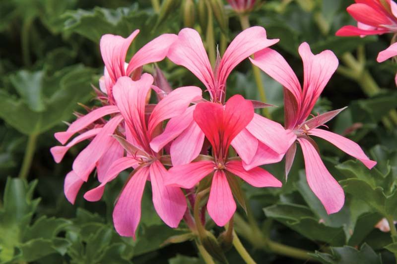 Pelargonium peltatum 'Cascade Sofie' (Ivy Geranium)