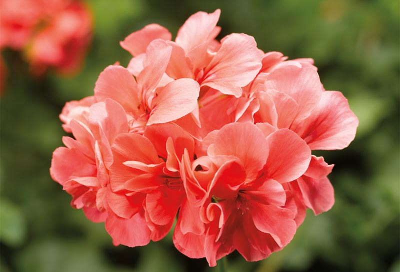 Pelargonium peltatum 'Temprano Salmon' (Ivy Geranium)