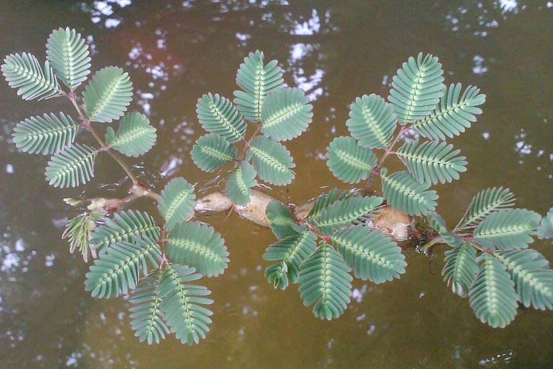 Neptunia oleracea (Water Mimosa)