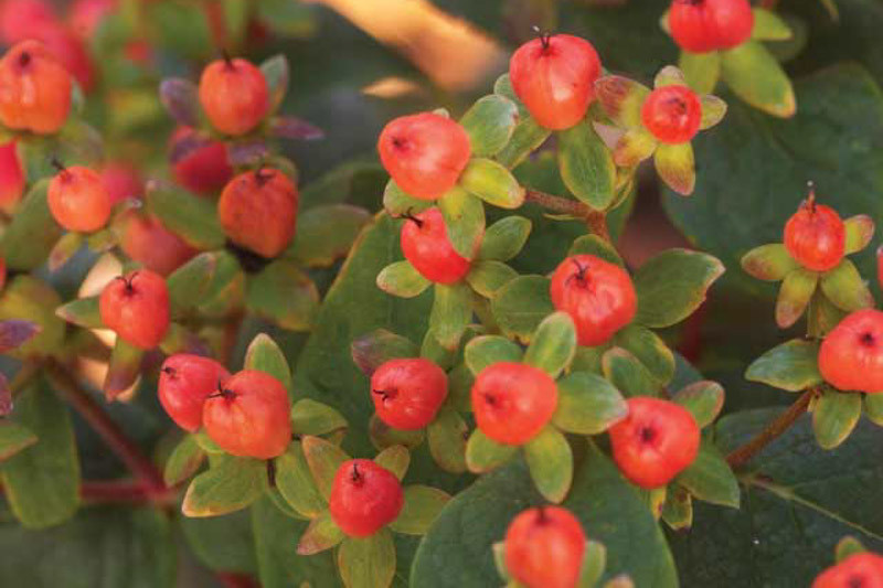 Hypericum x inodorum 'Red Star' (St. John's Wort)