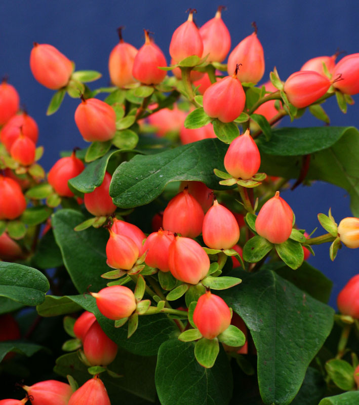 Hypericum x inodorum 'Magical Pumpkin' (St. John's Wort)