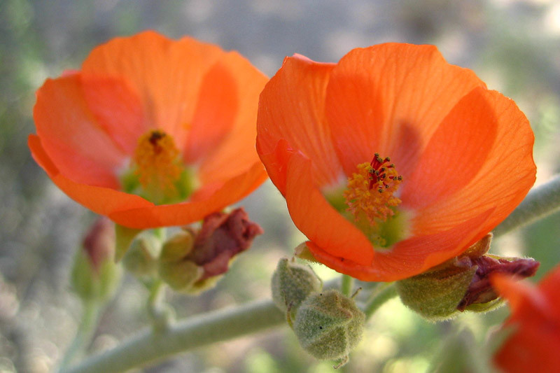 Sphaeralcea ambigua (Desert Mallow)