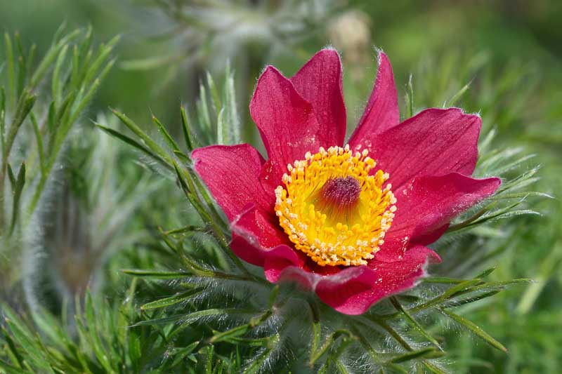 Pulsatilla vulgaris 'Rote Glocke' RED CLOCK (Red Pasque Flower)