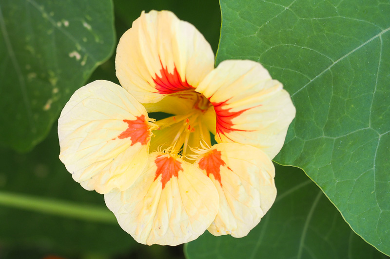 Tropaeolum majus 'Peach Melba' (Nasturtium)