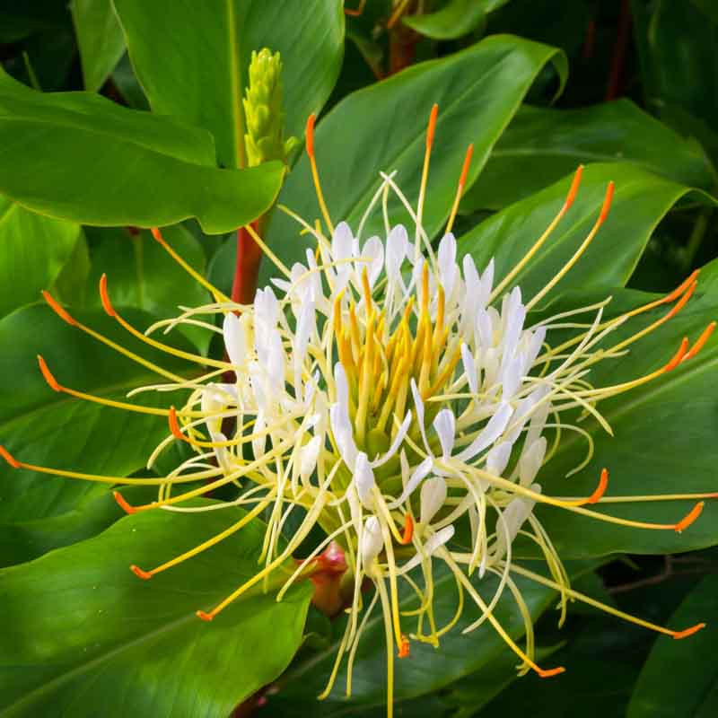 Hedychium ellipticum (Rock Butterfly Lily)