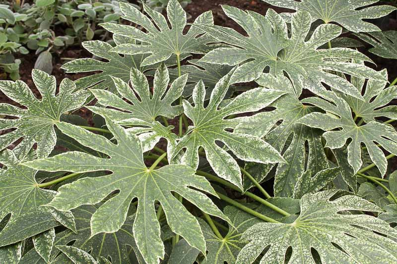 Fatsia japonica 'Spider's Web' (Japanese Aralia)