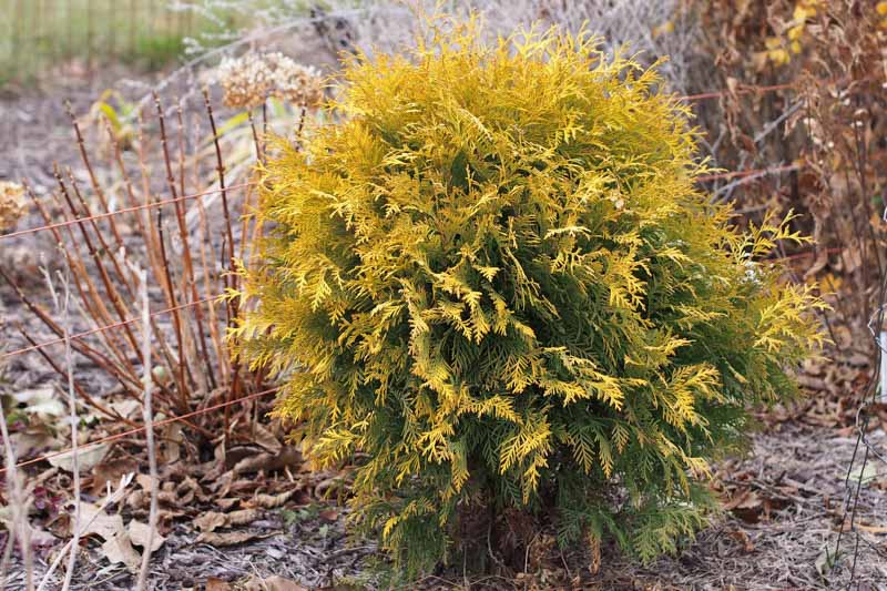 Thuja occidentalis 'Globosa Aurea' (Golden Globe Arborvitae)