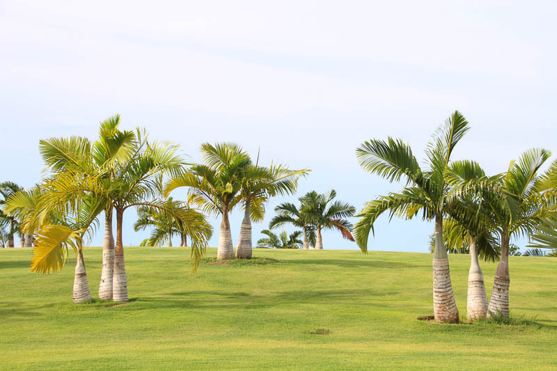 Hyophorbe lagenicaulis (Bottle Palm)