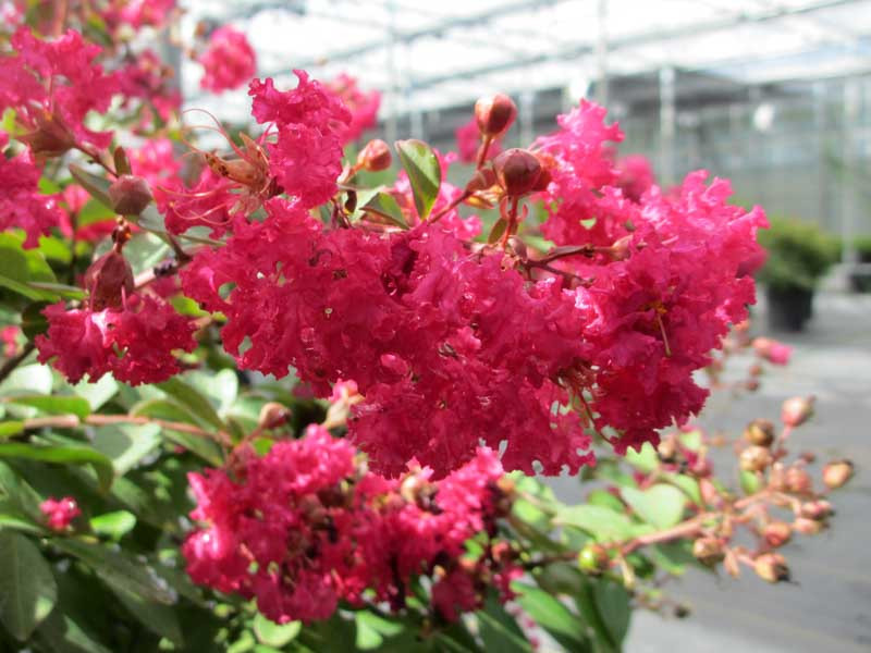 Lagerstroemia Infinitini® Watermelon (Crape Myrtle)