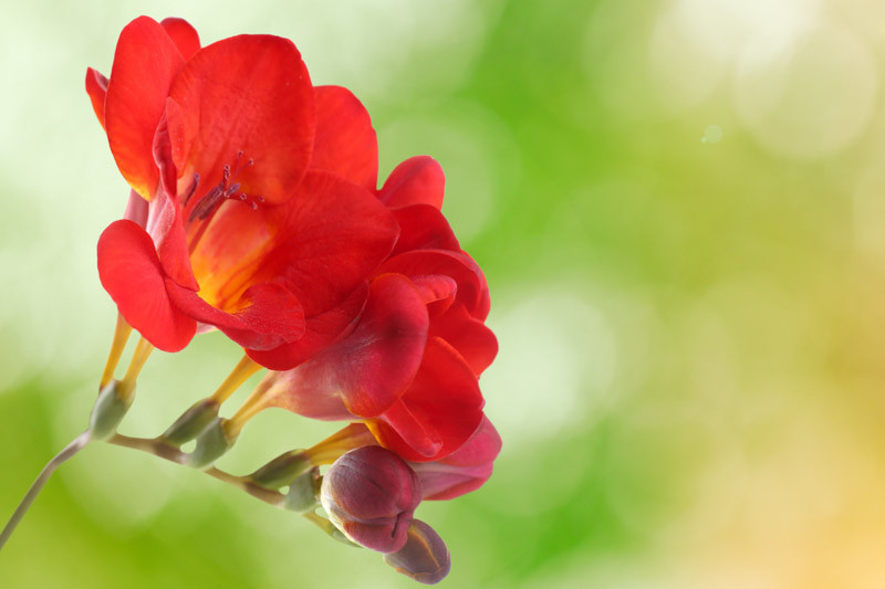 Freesia Single Red
