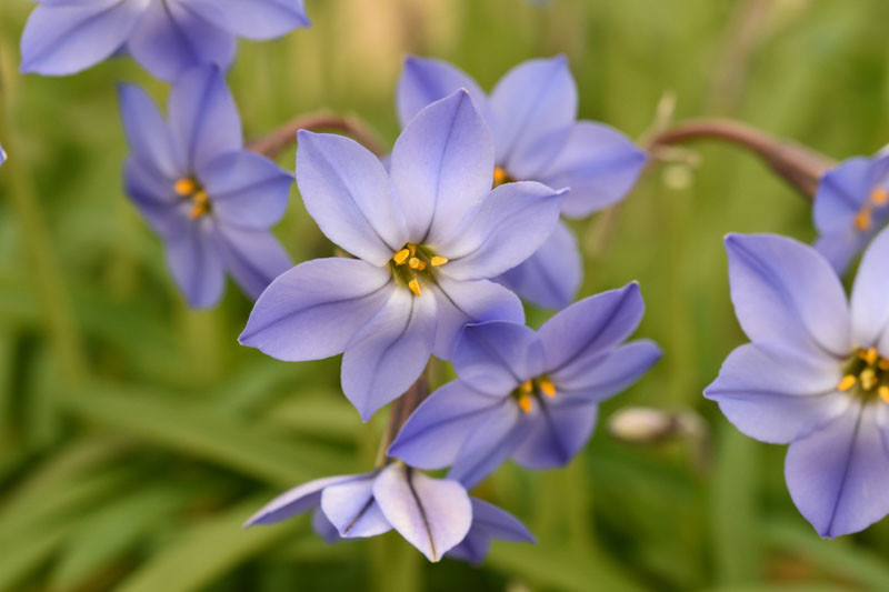 Ipheion 'Jessie' (Spring Starflower)