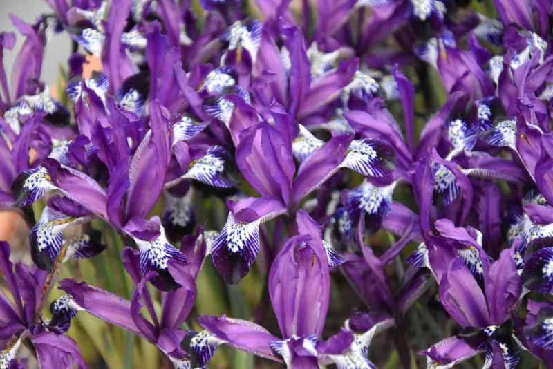 Iris 'Spot-on' (Dwarf Iris)