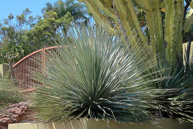 Dasylirion wheeleri (Desert Spoon)