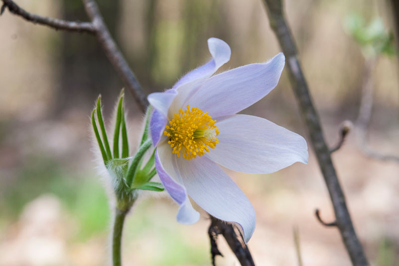 Pulsatilla patens (Eastern Pasque Flower)