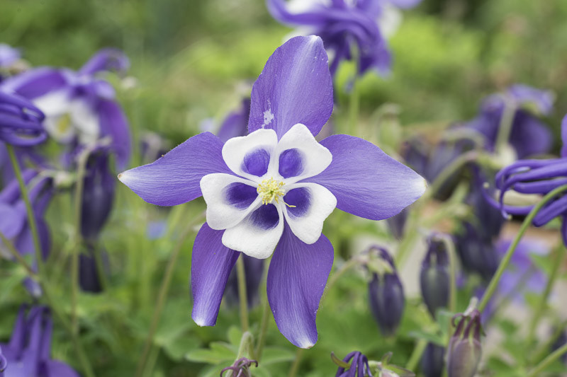 Aquilegia Songbird 'BlueBird' (Columbine)