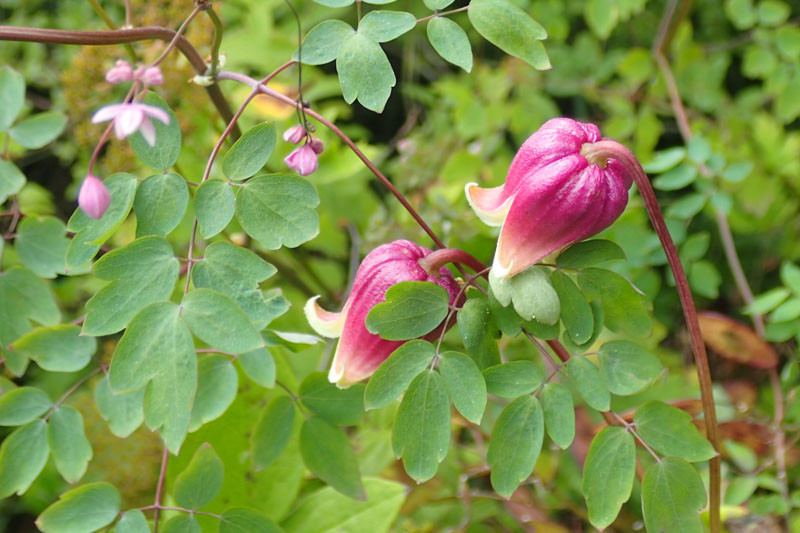 Clematis viorna (Viorna Group)