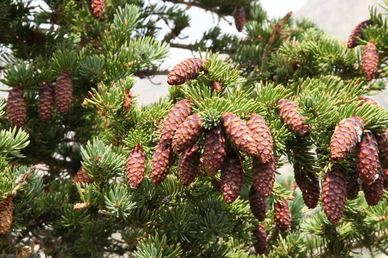 Picea engelmannii (Engelmann Spruce)