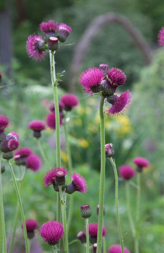 Cirsium rivulare 'Atropurpureum' (Plume Thistle)