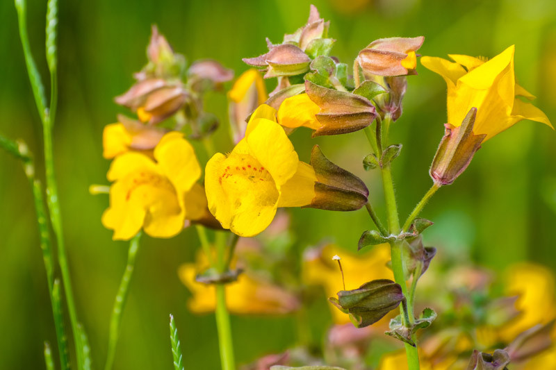 Mimulus guttatus (Yellow Monkey Flower)