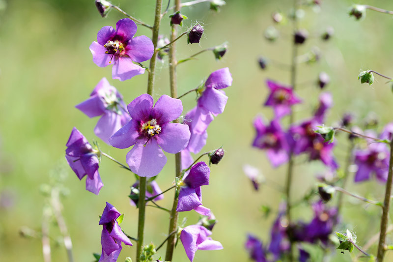 Verbascum phoeniceum 'Temptress Purple' (Purple Mullein)