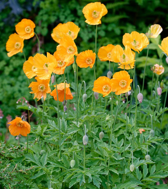 Papaver atlanticum (Moroccan Poppy)