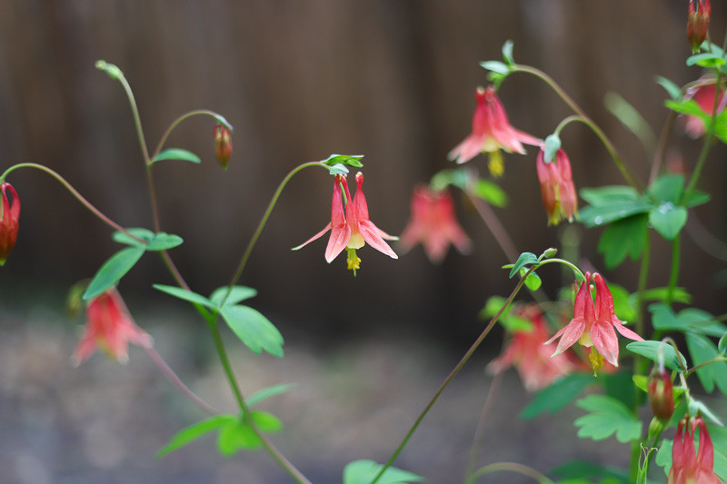 Aquilegia canadensis 'Little Lanterns' (Canadian Columbine)