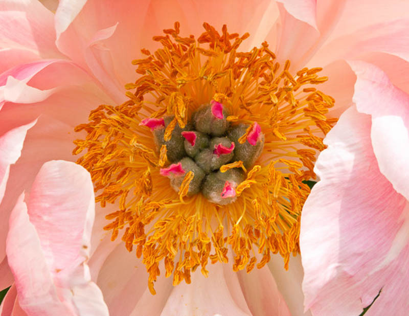 Paeonia 'Coral Charm' (Peony)