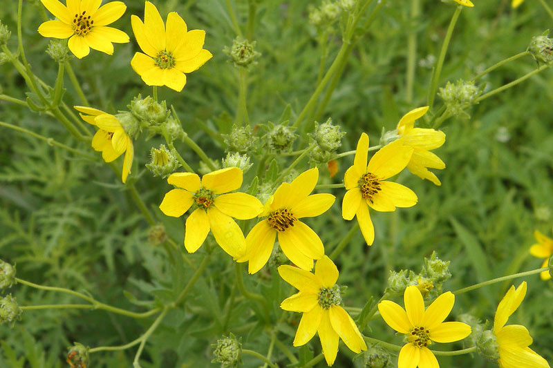 Engelmannia peristenia (Engelmann Daisy)