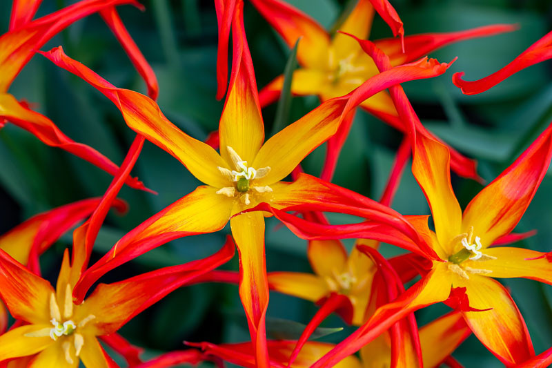 Tulipa acuminata (Botanical Tulip)