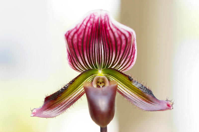 Paphiopedilum barbatum (Bearded Paphiopedilum)